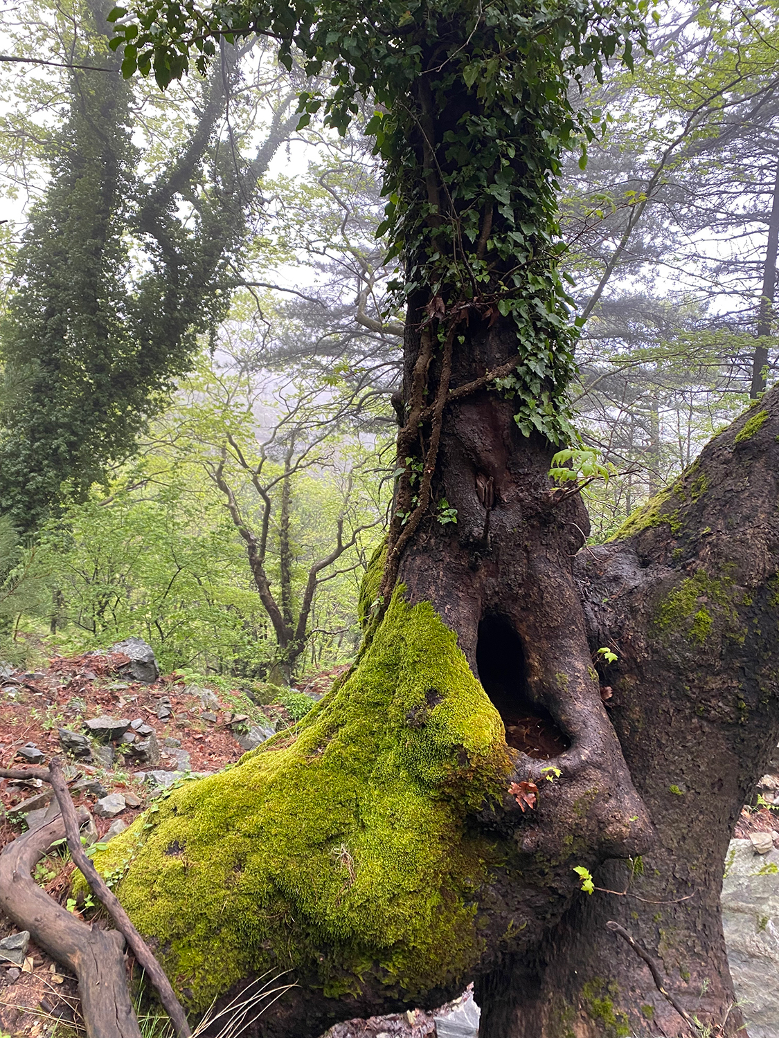 Tree Counter | MASIFF – Every Purchase Plants a Tree